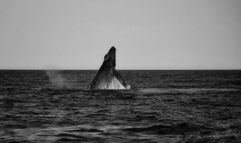Family Whale Watching Cabo San Lucas - Booze Cruise Cabo